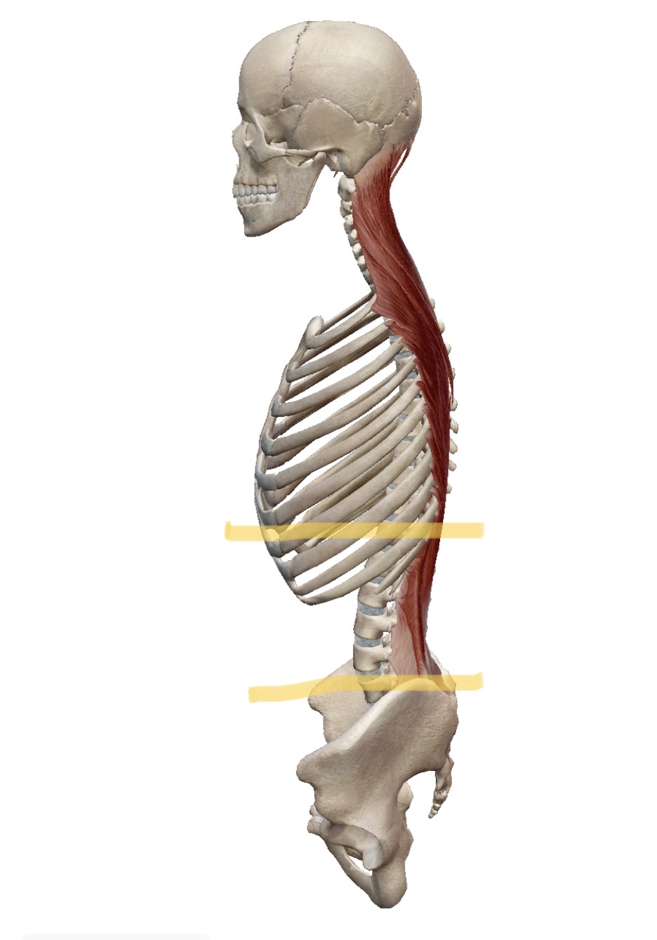 むくみの原因は姿勢にあり！？ | HillsFit